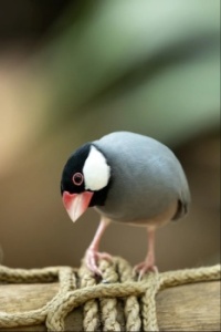 Animal puzzles | Page 21 | Jigidi.com
