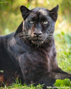 Solve Black Leopard, Shadow, Wildcat Sanctuary 1 jigsaw puzzle online ...