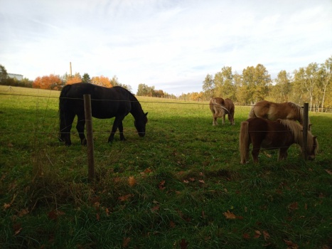 Solve Horses (area of Bad Schlema) jigsaw puzzle online with 63 pieces