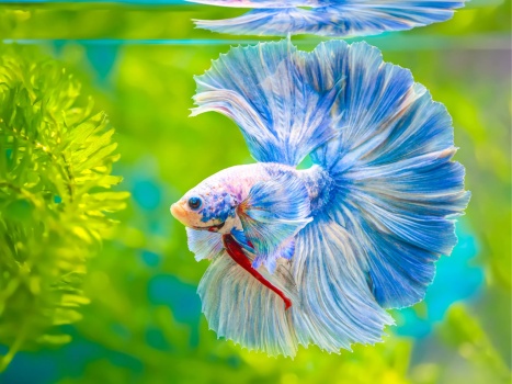 Solve Fancy Fish 594 jigsaw puzzle online with 594 pieces