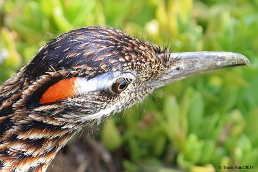 Solve Roadrunner eye jigsaw puzzle online with 77 pieces