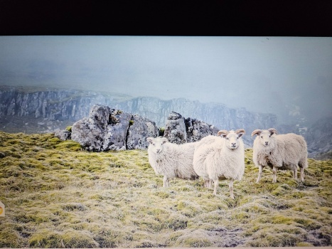 Solve sheep jigsaw puzzle online with 192 pieces