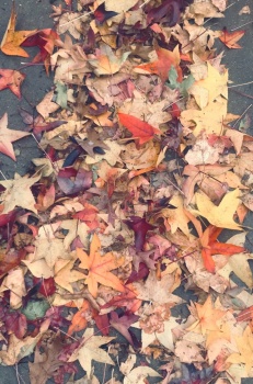 Solve Fallen jigsaw puzzle online with 15 pieces