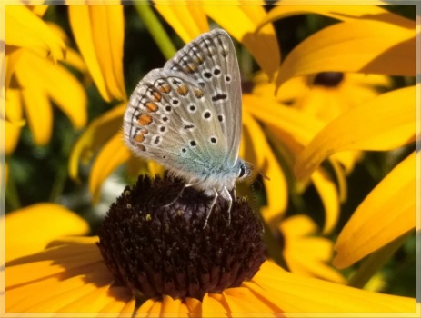 Solve Idas blue - Modrásek obecný jigsaw puzzle online with 48 pieces