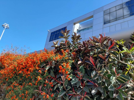 Solve bush and building jigsaw puzzle online with 99 pieces