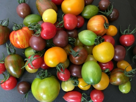 Solve Colorful tomato varieties jigsaw puzzle online with 154 pieces