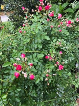 Solve Nancy's Roses jigsaw puzzle online with 80 pieces