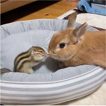 Solve Bunny and Chipmunk/ Hand Squirrel. Make Adorable Friends jigsaw ...