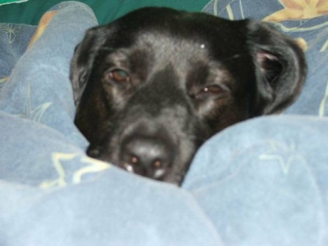 Solve Gabby- A Diamond In The Ruff jigsaw puzzle online with 48 pieces