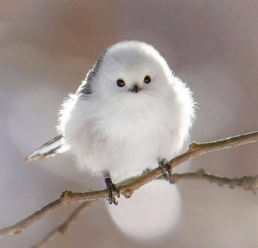 Solve The tiny cotton ball-like birds known as 'snow fairies' in Japan ...