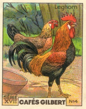 Solve Leghorn Café Gilbert Trade Card jigsaw puzzle online with 108 pieces