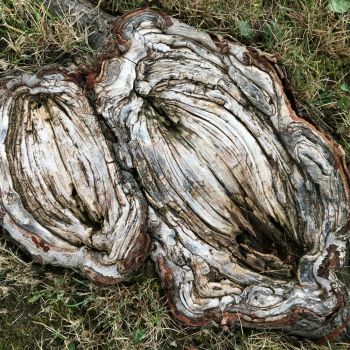 Solve Tree root challenge jigsaw puzzle online with 121 pieces