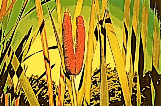 Solve "Cattails" (Resize to suit) jigsaw puzzle online with 70 pieces