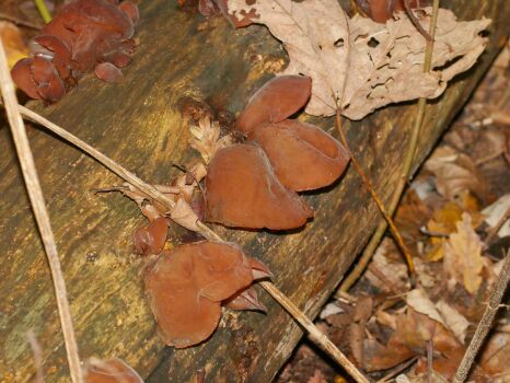 Solve Wood ears - Auricularia auricula (judasoortjes) jigsaw puzzle ...