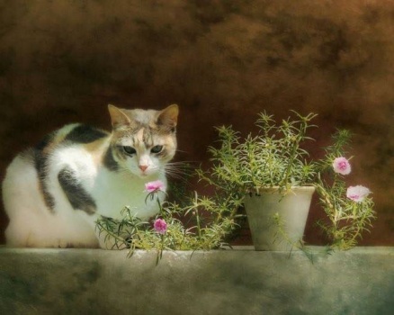 Solve poesje jigsaw puzzle online with 80 pieces