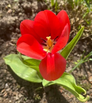 Jigsaw Puzzle | 9 pieces | Tulip | Jigidi