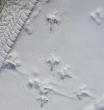 Solve Strange prints in the snow jigsaw puzzle online with 16 pieces