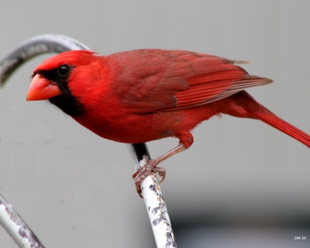 Solve Cardinal jigsaw puzzle online with 154 pieces