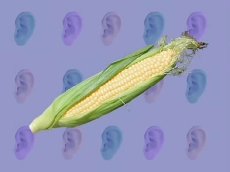 Solve corn jigsaw puzzle online with 20 pieces