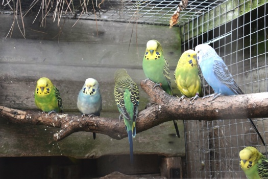 Solve Budgies at Filey Bird and Animal park jigsaw puzzle online with ...