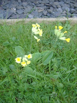 Solve Seasonal Nature - Spring - Garden 2026 - Cowslips in the Lawn ...