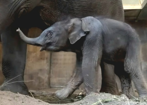 Solve New baby at the Oregon Zoo, Tula-Tu jigsaw puzzle online with 12 ...