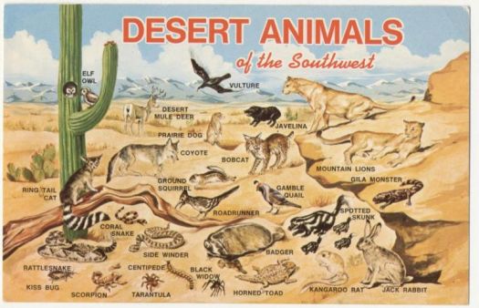 Solve Southwest-desert-animals jigsaw puzzle online with 24 pieces