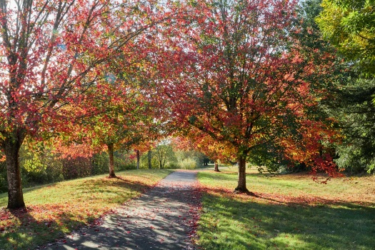 Solve Start of fall jigsaw puzzle online with 176 pieces