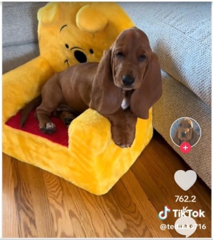 Solve Itty-Bitty Basset Hound Puppy Lounging in ‘Winnie the Pooh’ Chair ...