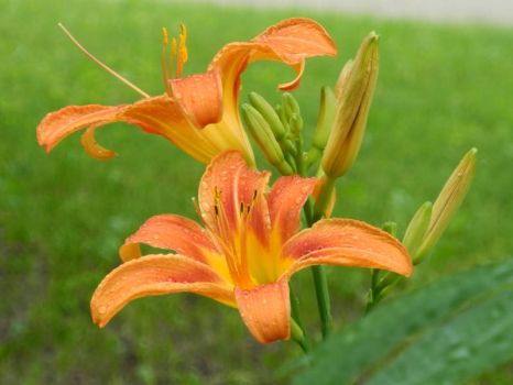 Solve "Consider the lilies of the field, how they grow..." jigsaw ...