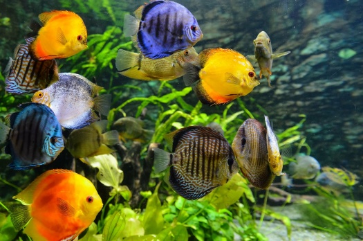 Solve Freshwater aquarium fish jigsaw puzzle online with 126 pieces