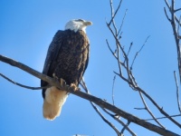 Animal puzzles | Jigidi.com