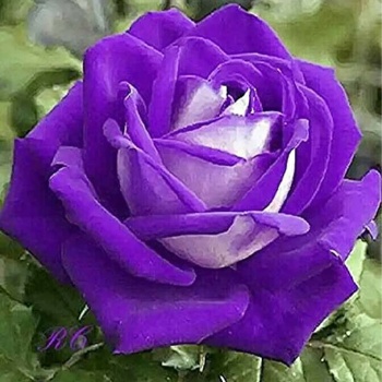 Solve Perfect Purple Rose jigsaw puzzle online with 64 pieces