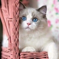 Animal puzzles | Jigidi.com