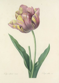 Solve Redoute - choix des plus belles fleurs 109 jigsaw puzzle online ...