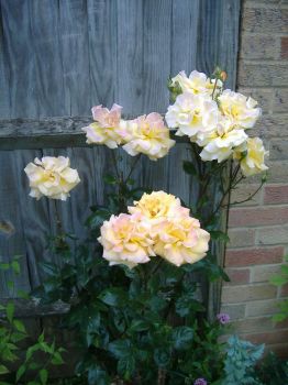 Solve Garden - Rose - Whisky Mac jigsaw puzzle online with 63 pieces