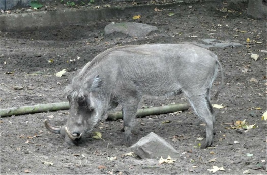 Solve Visiting Ouwehands Dierenpark, Zoo, Rhenen. Nov. 2022 jigsaw puzzle online with 15 pieces