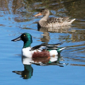 Solve Northern Shovelers, Famosa Slough, San Diego, California jigsaw ...
