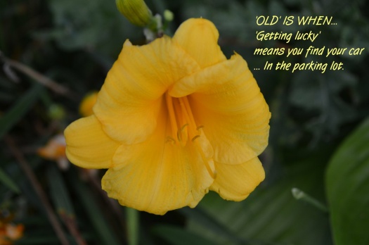 Solve Daily Smile ("OLD" is WHEN) jigsaw puzzle online with 12 pieces