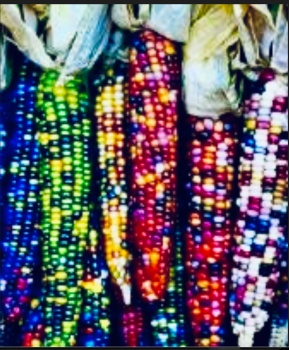 Solve 🍁🌽 Colorful Corn 🌽🍁 jigsaw puzzle online with 99 pieces