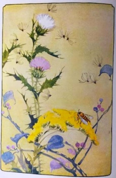Solve Janet Laura Scott illustration - THISTLE - from the 1920s - "The ...