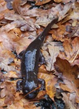 Solve 8 Inch Salamander we saw on our morning walk jigsaw puzzle online ...