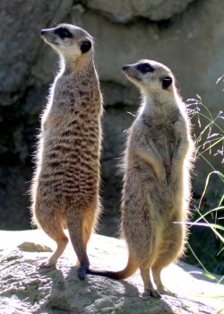 Solve Slender-tailed Meerkat Sentries at the Zoo, San Diego, California ...