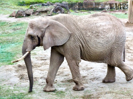 Solve African Elephant jigsaw puzzle online with 99 pieces