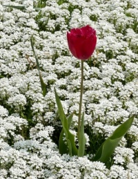 Jigsaw Puzzle Categories | Page 203 | Jigidi.com