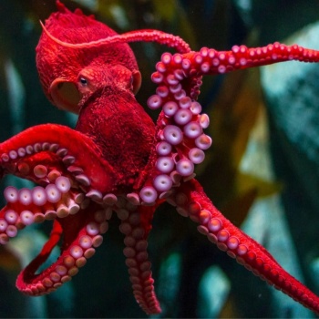 Solve Red Octopus jigsaw puzzle online with 121 pieces