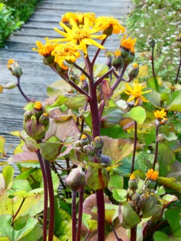 Solve Flowers, for all of you! (Seen on an 'open private garden day ...