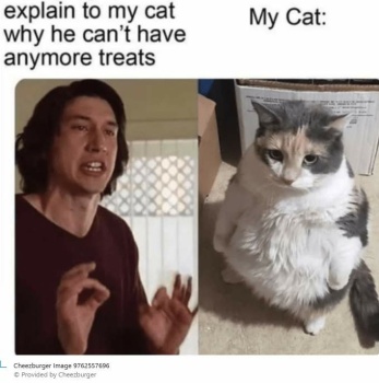 Solve Silliest Empty-Headed Cat Memes to Help You Survive the Week ...