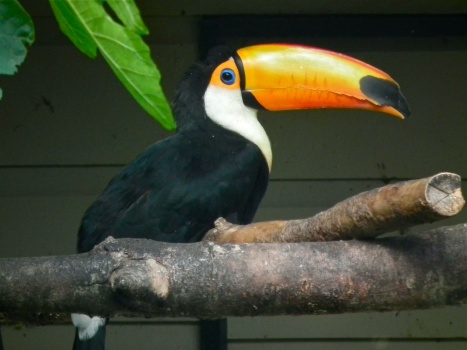 Solve Toco Toucan jigsaw puzzle online with 99 pieces