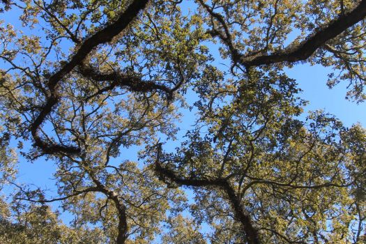 Solve Oak Trees Have Shed Their Leaves In Time For Spring jigsaw puzzle ...